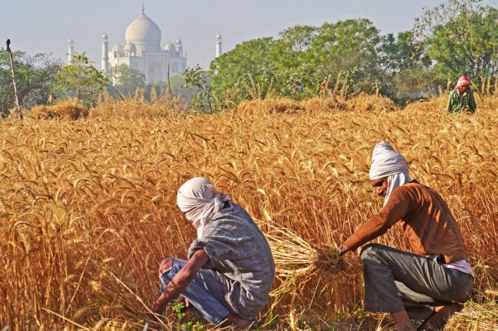 Inflation burden eases for Indian farm and rural labourers
