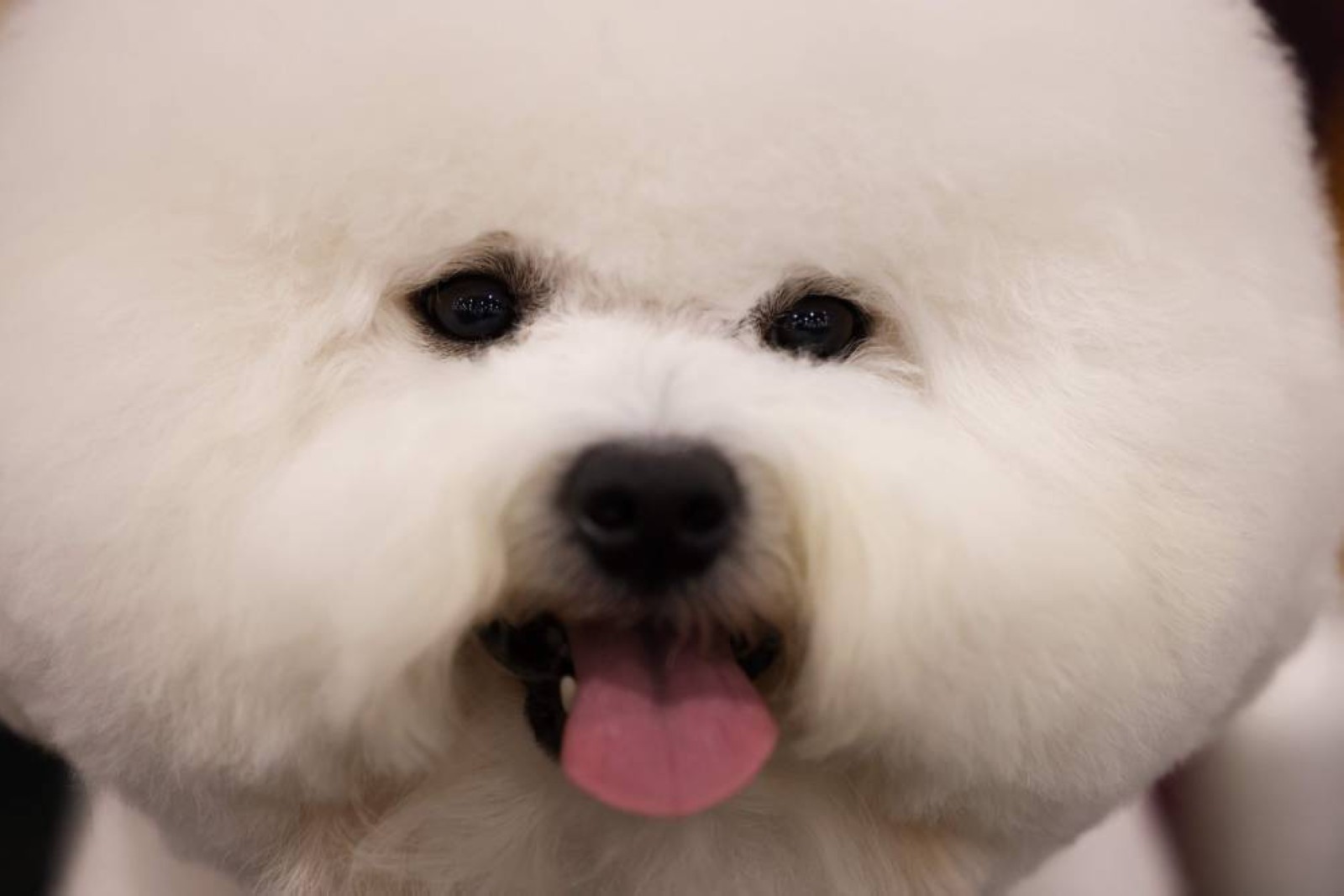 Sassy 'Wrassy': Dog show features creatures with fancy names