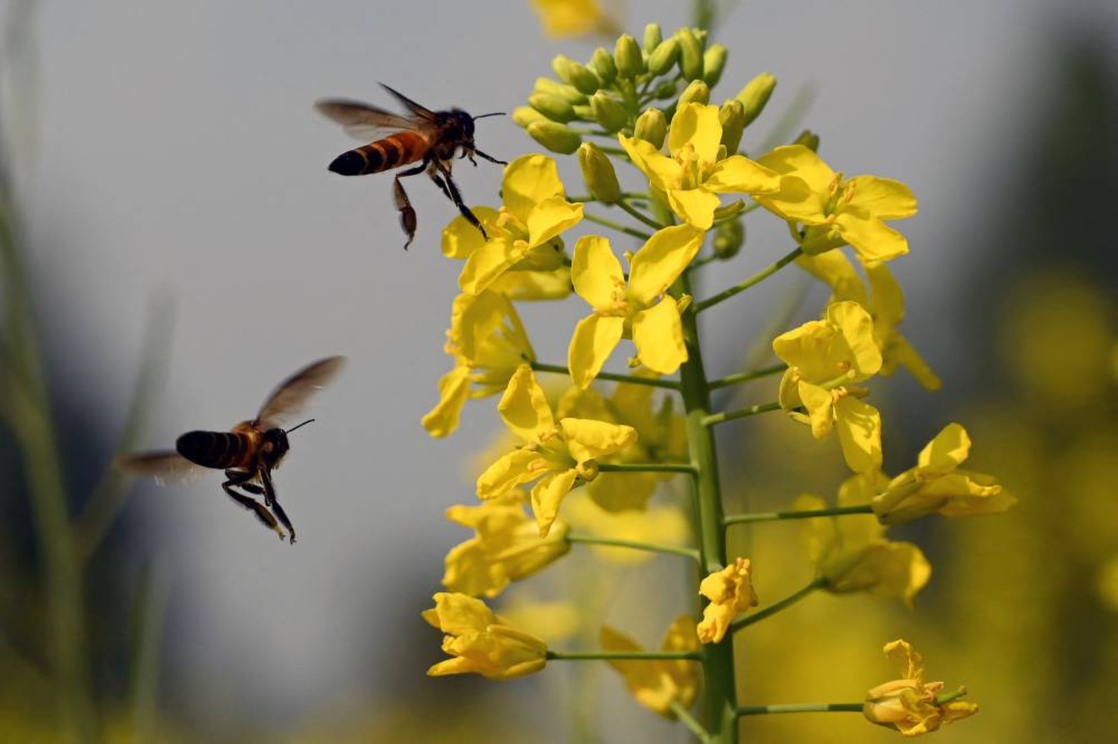 Pakistan beekeepers widen pursuit of flowers