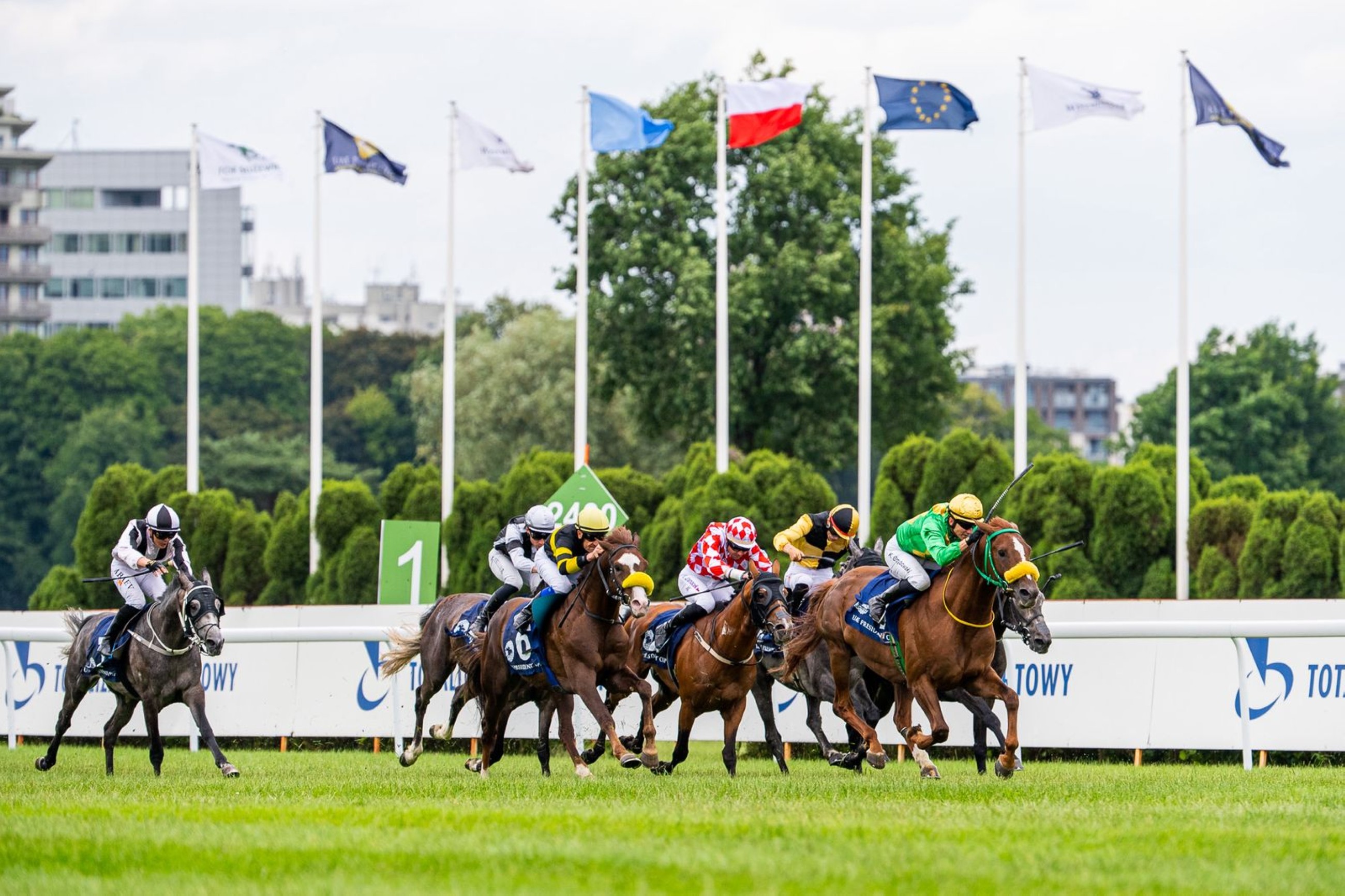15 in fray for UAE President’s Cup for Purebred Arabian H...