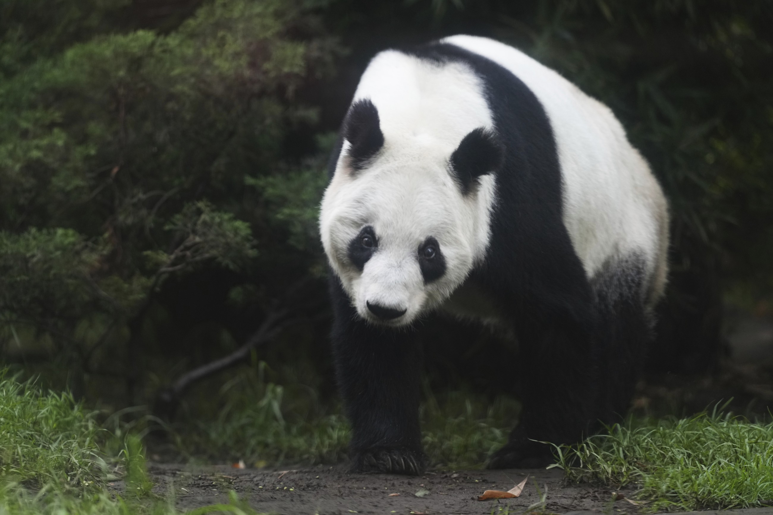 Mexican zookeeper reflects on caring for Latin America's last panda